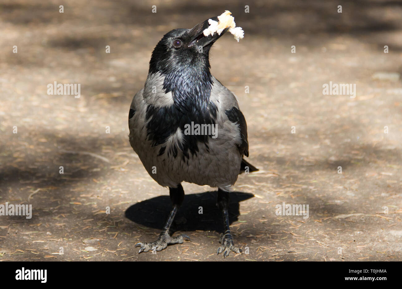 crow walking along the path. black crow. wild bird Stock Photo - Alamy