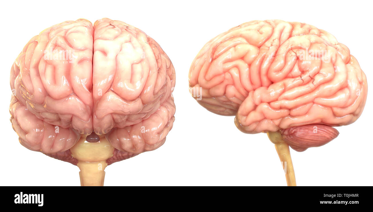 Human Brain Anatomy Stock Photo - Alamy