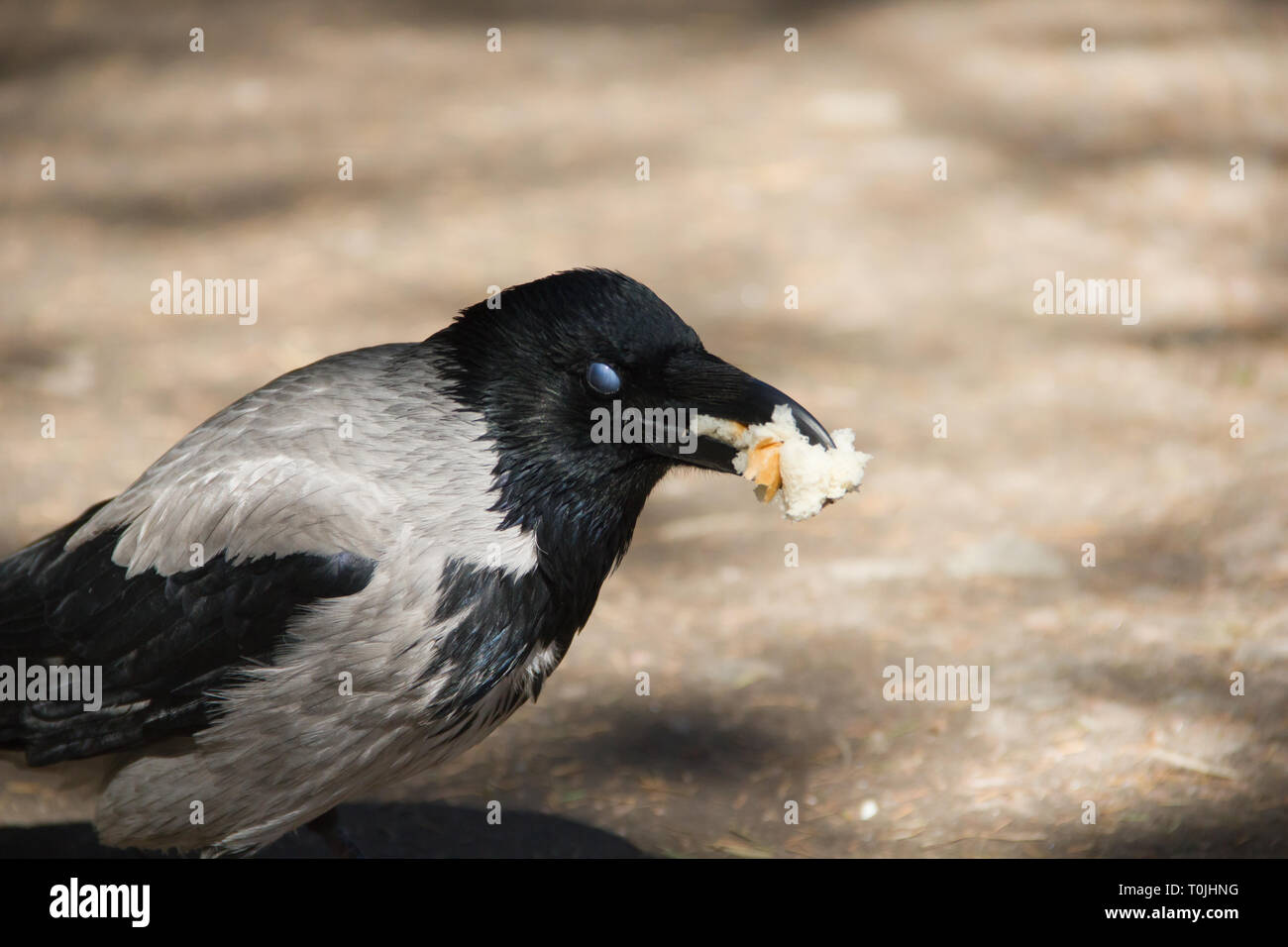 crow walking along the path. black crow. wild bird Stock Photo - Alamy