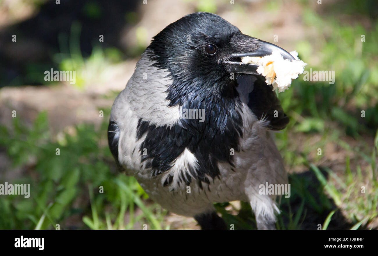 crow walking along the path. black crow. wild bird Stock Photo - Alamy