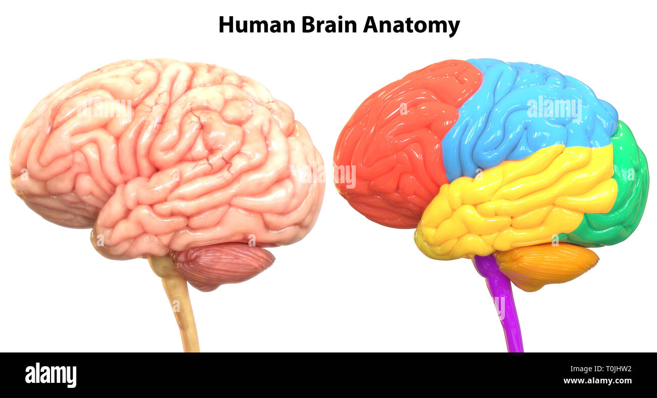 Human Brain Anatomy Stock Photo - Alamy