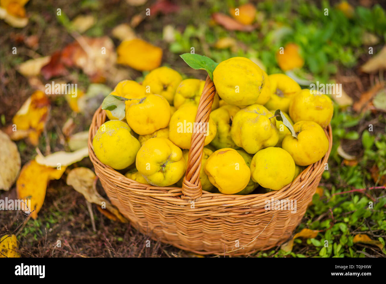 Quince autumn harvest, full basket of quince in the garden. Growing ...
