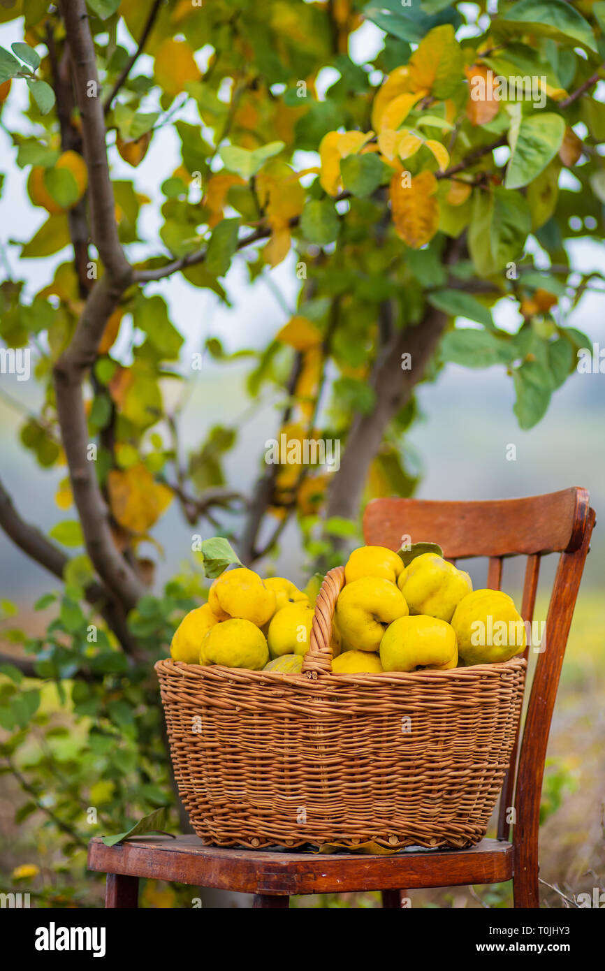 Quince autumn harvest, full basket of quince in the garden. Growing ...