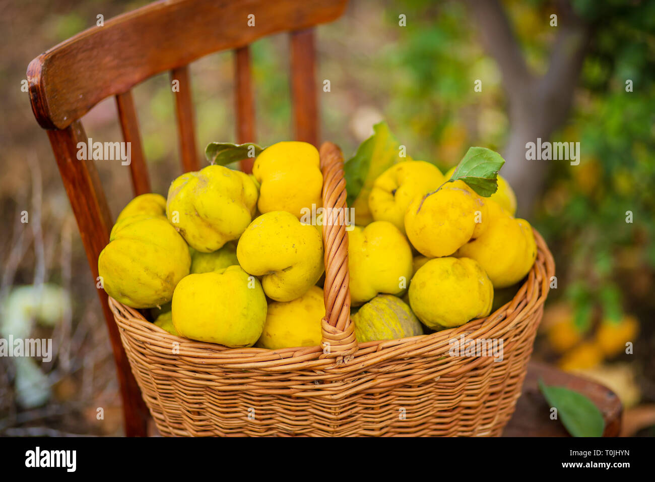 Quince autumn harvest, full basket of quince in the garden. Growing ...