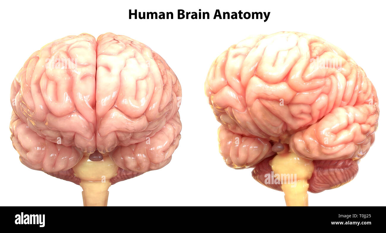 Human Brain Anatomy Stock Photo - Alamy