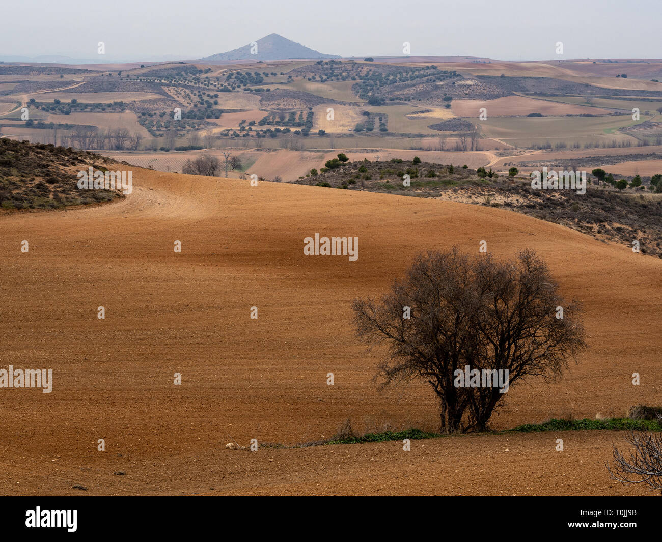 Open plain with a tree on one side Stock Photo - Alamy