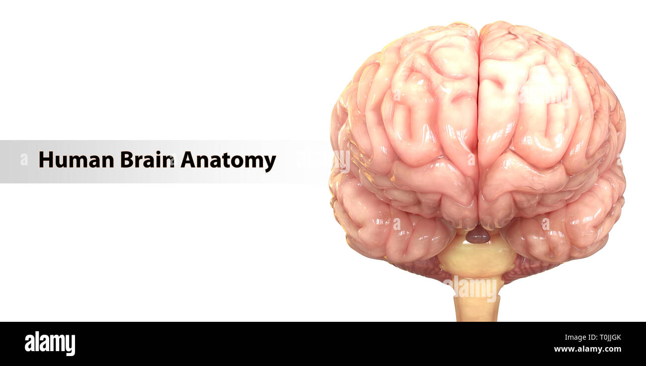 Human Brain Anatomy Stock Photo - Alamy