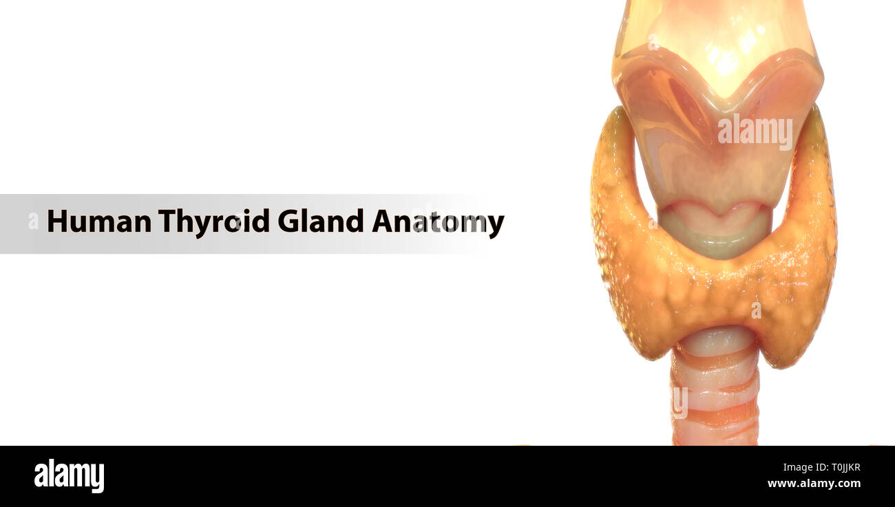 Human Glands Thyroid Gland Anatomy Stock Photo - Alamy