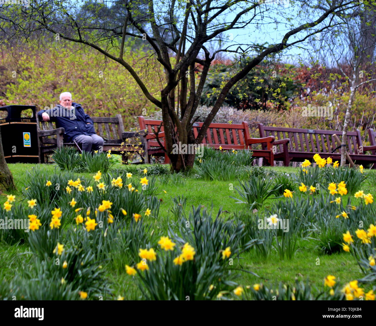 Gardens spring bench daffodils hi-res stock photography and images - Alamy