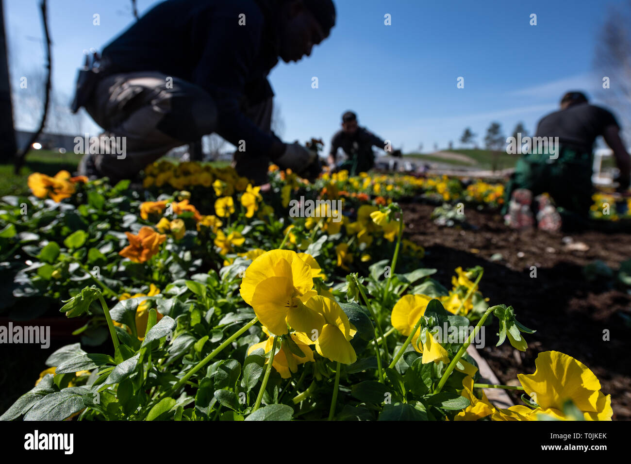 Heilbronn, Germany. 20th Mar, 2019. A worker plants horn violets (Viola ...
