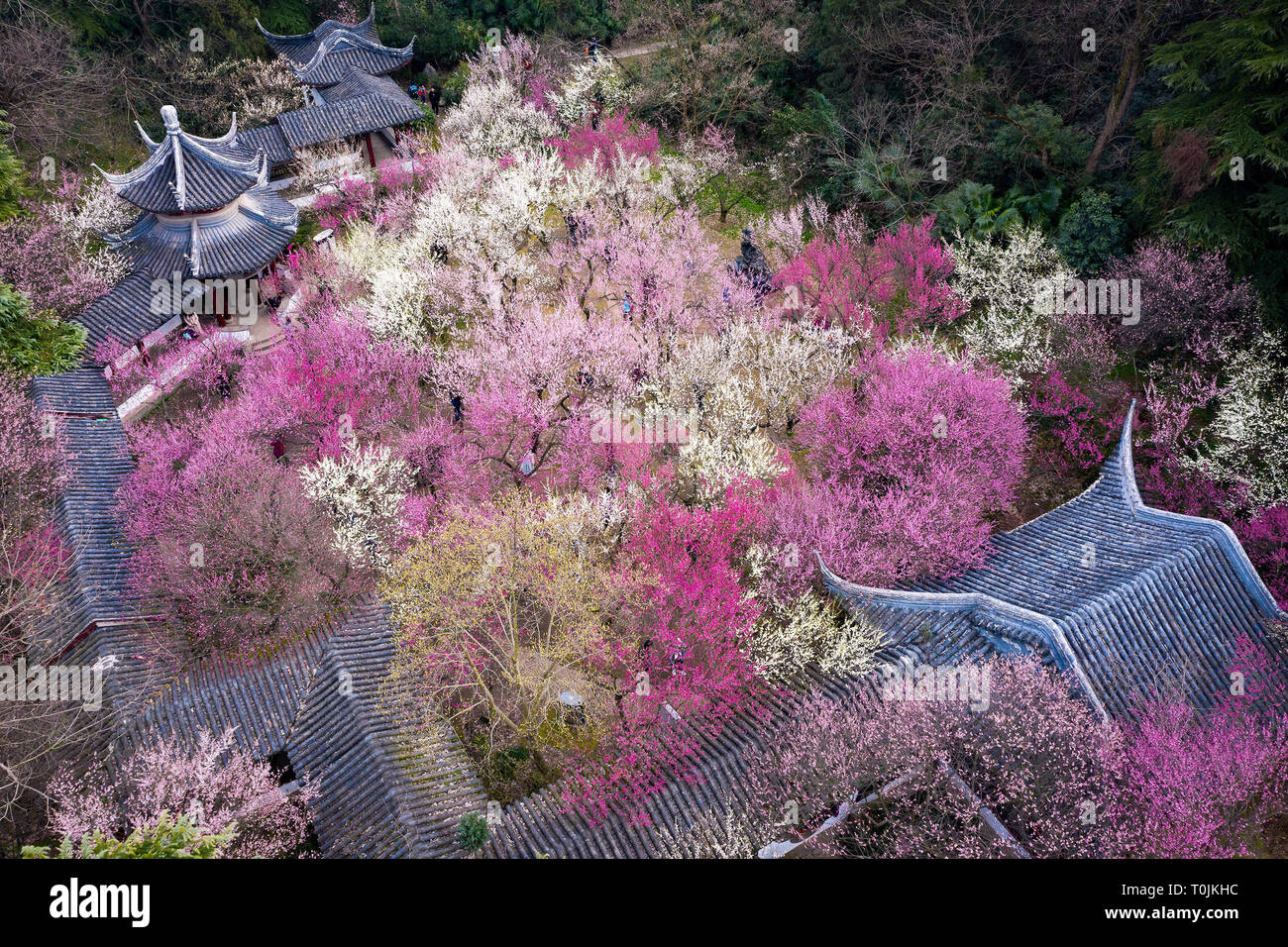Nanjing, Nanjing, China. 20th Mar, 2019. Nanjing, CHINA-Plum blossoms ...