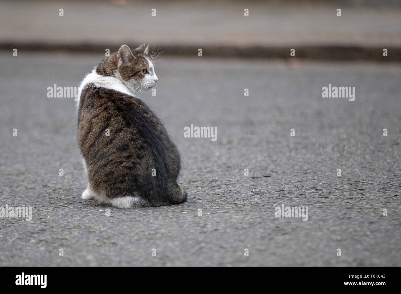 Larry the number 10 cat hi-res stock photography and images - Alamy
