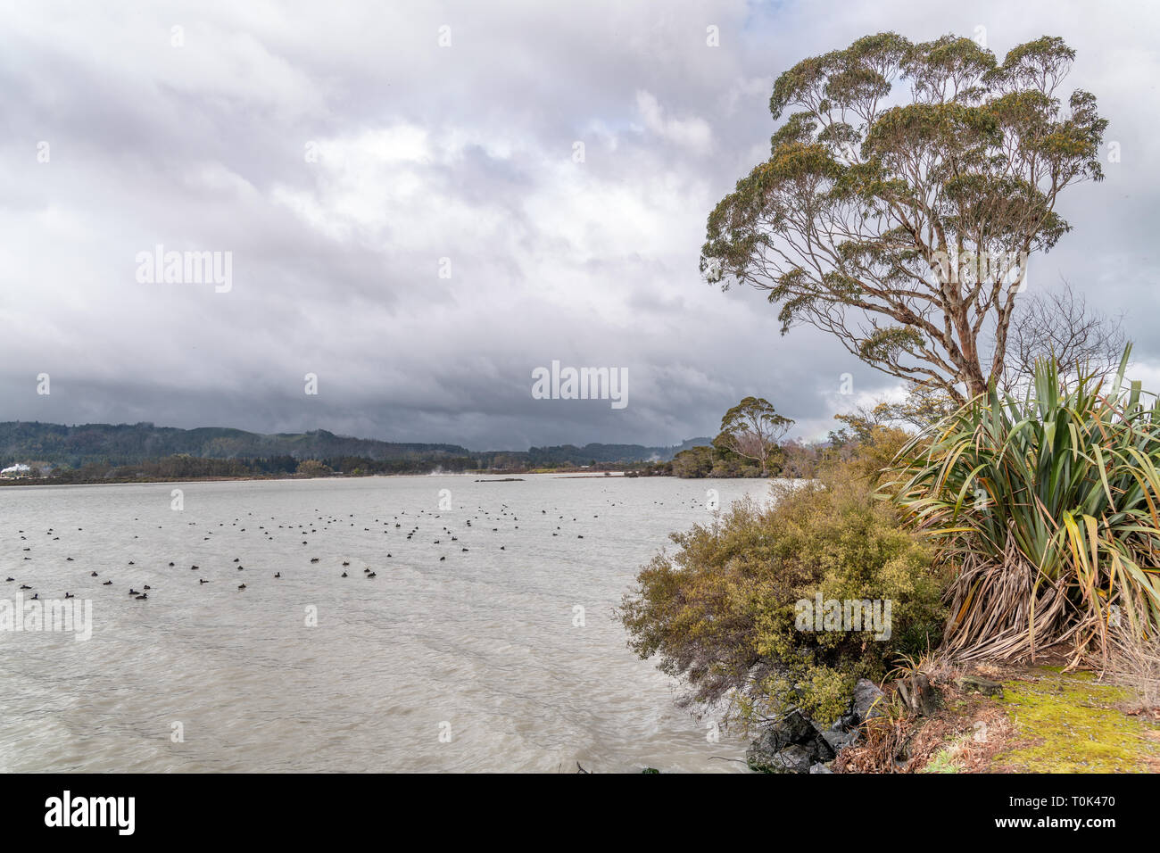 Hatupatu hi-res stock photography and images - Alamy