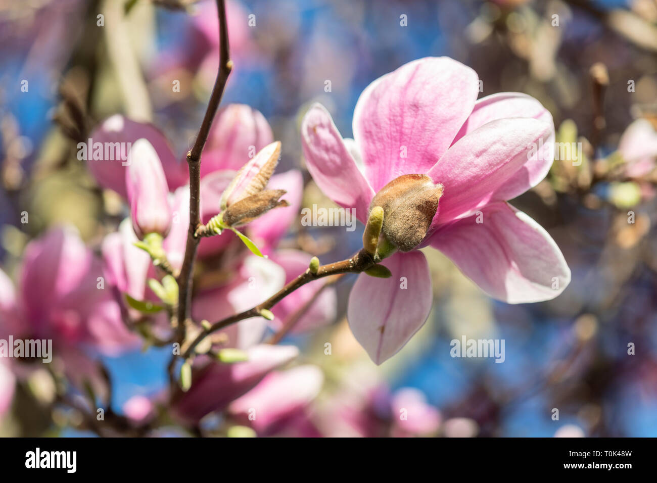 Closeup shot beautiful magnolia hi-res stock photography and images - Alamy