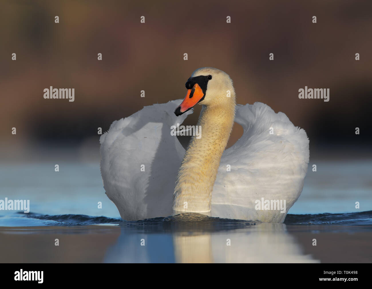 Wetland species of iris hi-res stock photography and images - Alamy