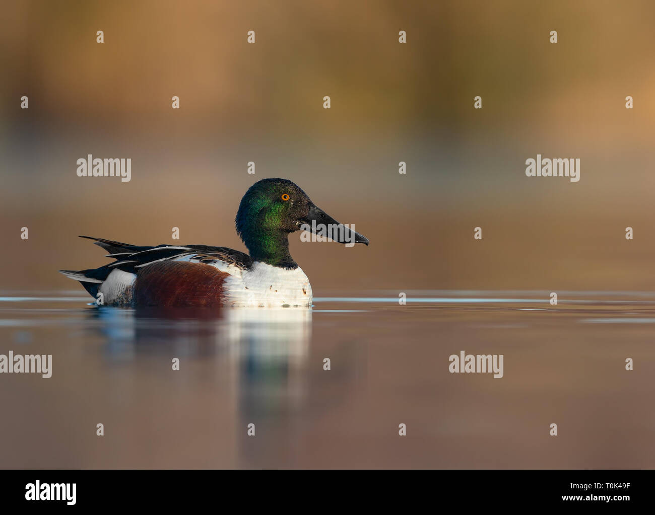 Wetland species of iris hi-res stock photography and images - Alamy