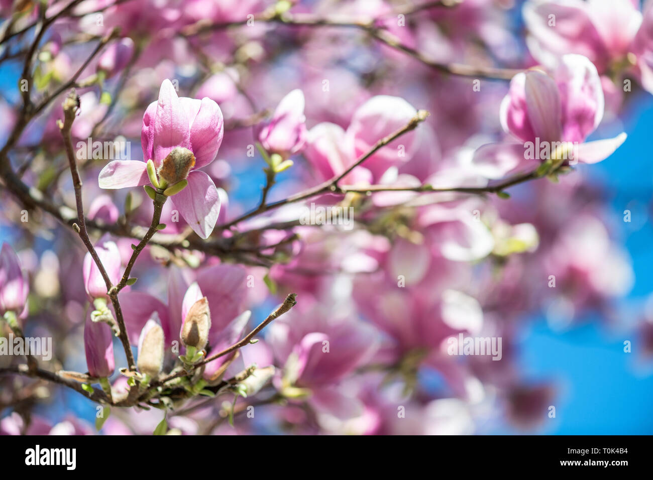 Closeup shot beautiful magnolia hi-res stock photography and images - Alamy