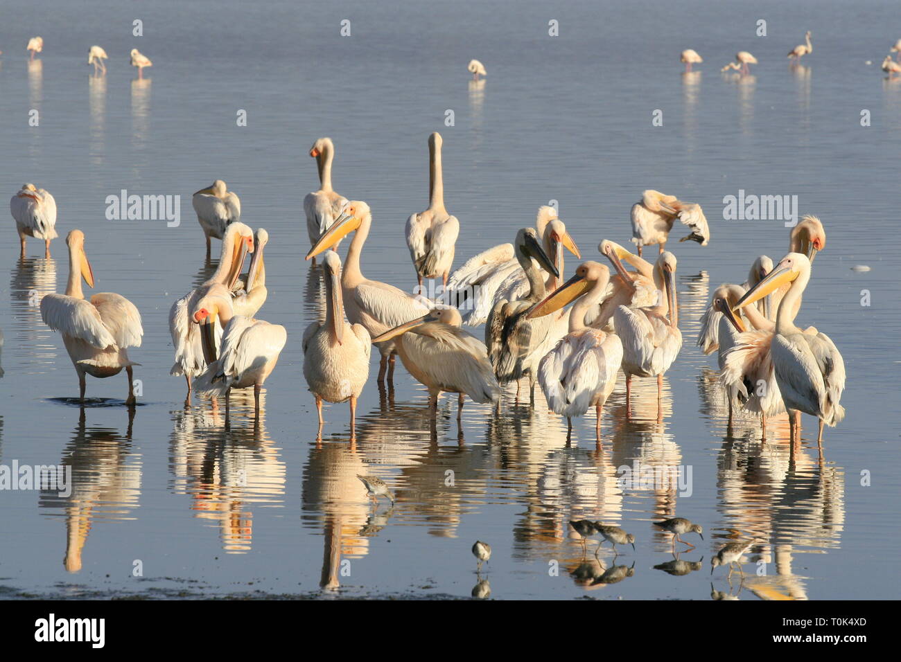 Sunrise on the river kenya hi-res stock photography and images - Alamy