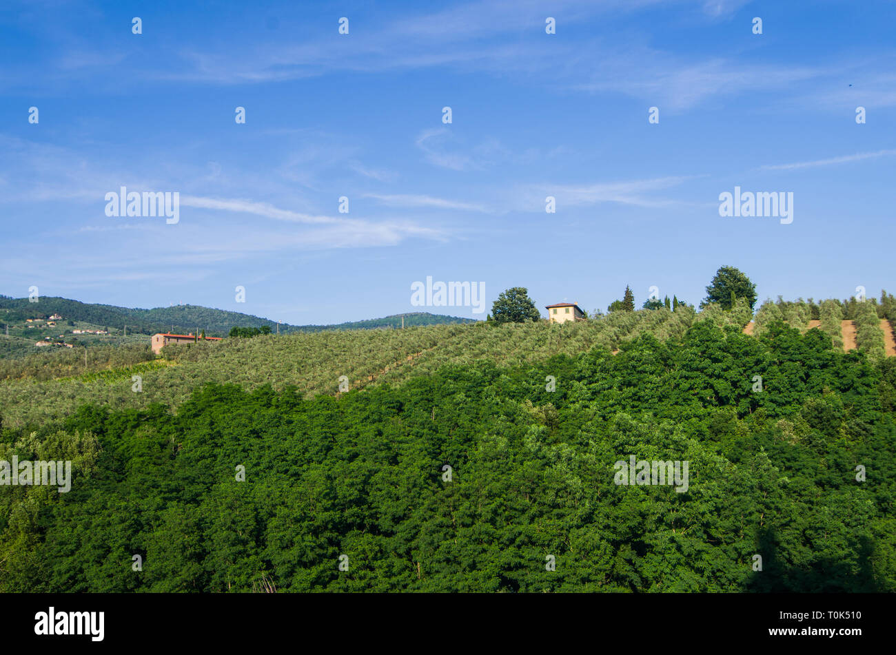 green Tuscan countryside with vineyards, olive groves, woods, farms and ...