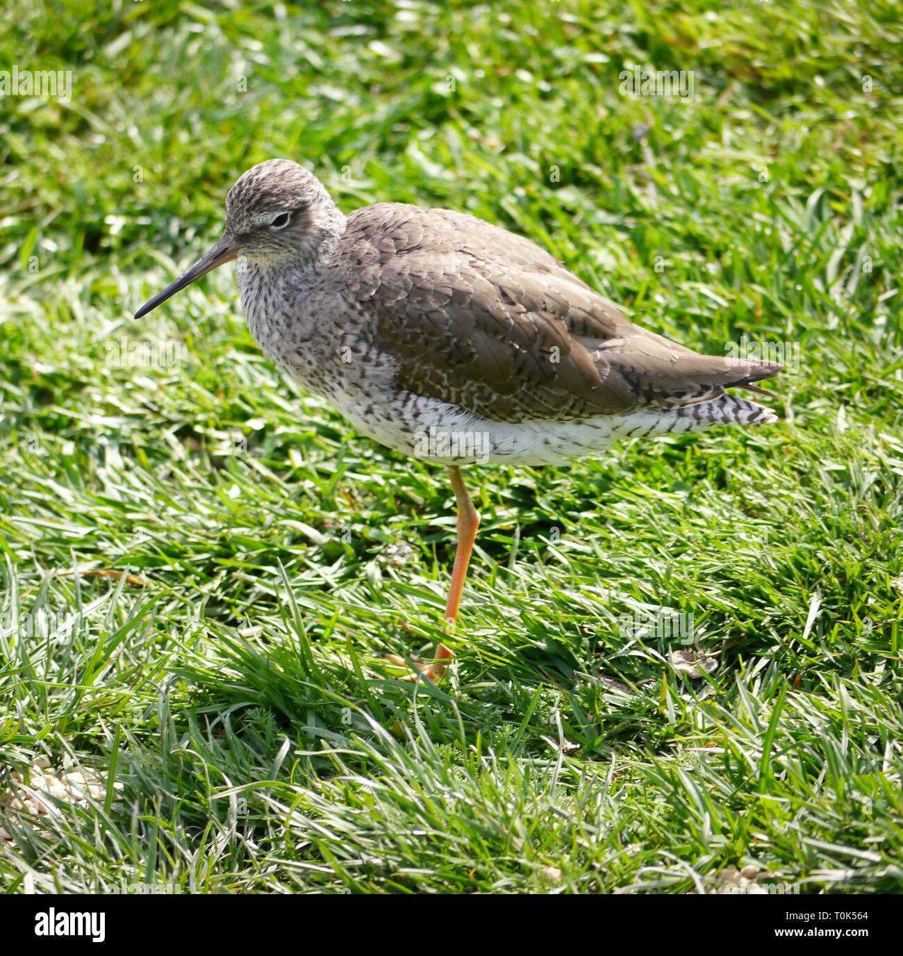 Temminck's stint spring hi-res stock photography and images - Alamy