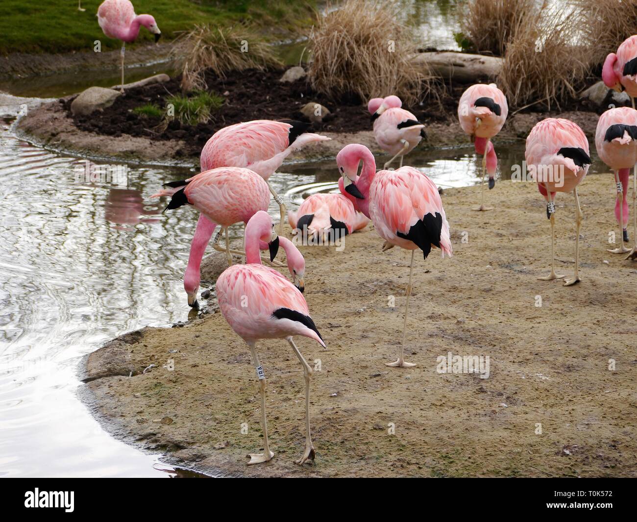 Flamingo at Slimbridge Wetland Centre, Gloucestershire, United Kingdom ...