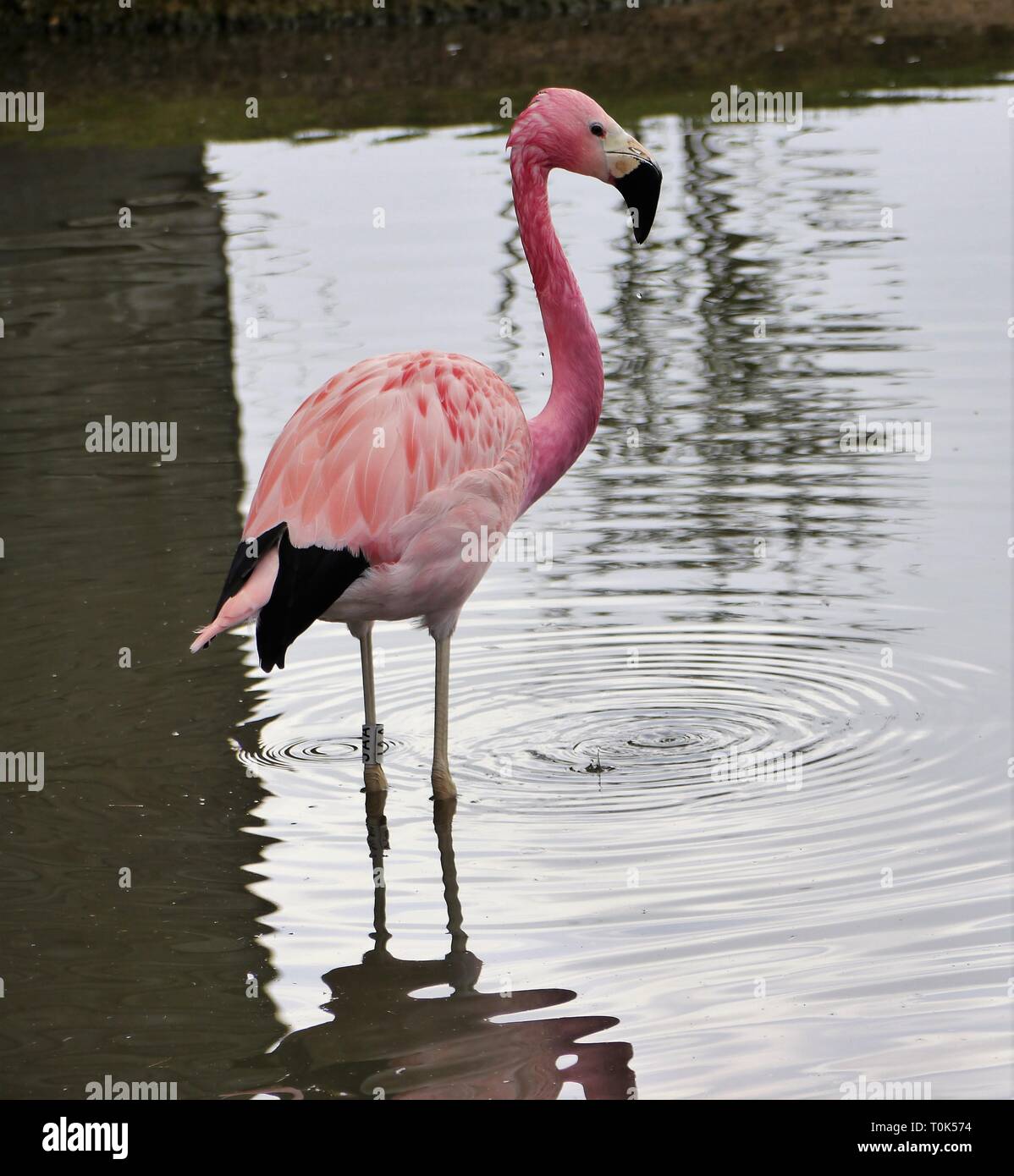Flamingo at Slimbridge Wetland Centre, Gloucestershire, United Kingdom ...