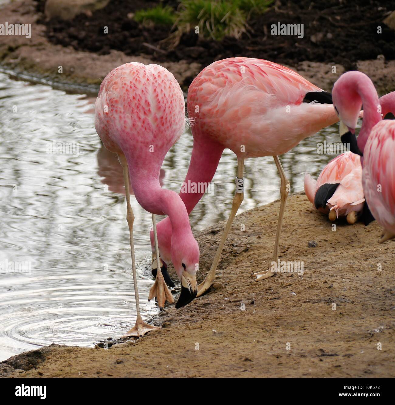 Flamingo at Slimbridge Wetland Centre, Gloucestershire, United Kingdom ...