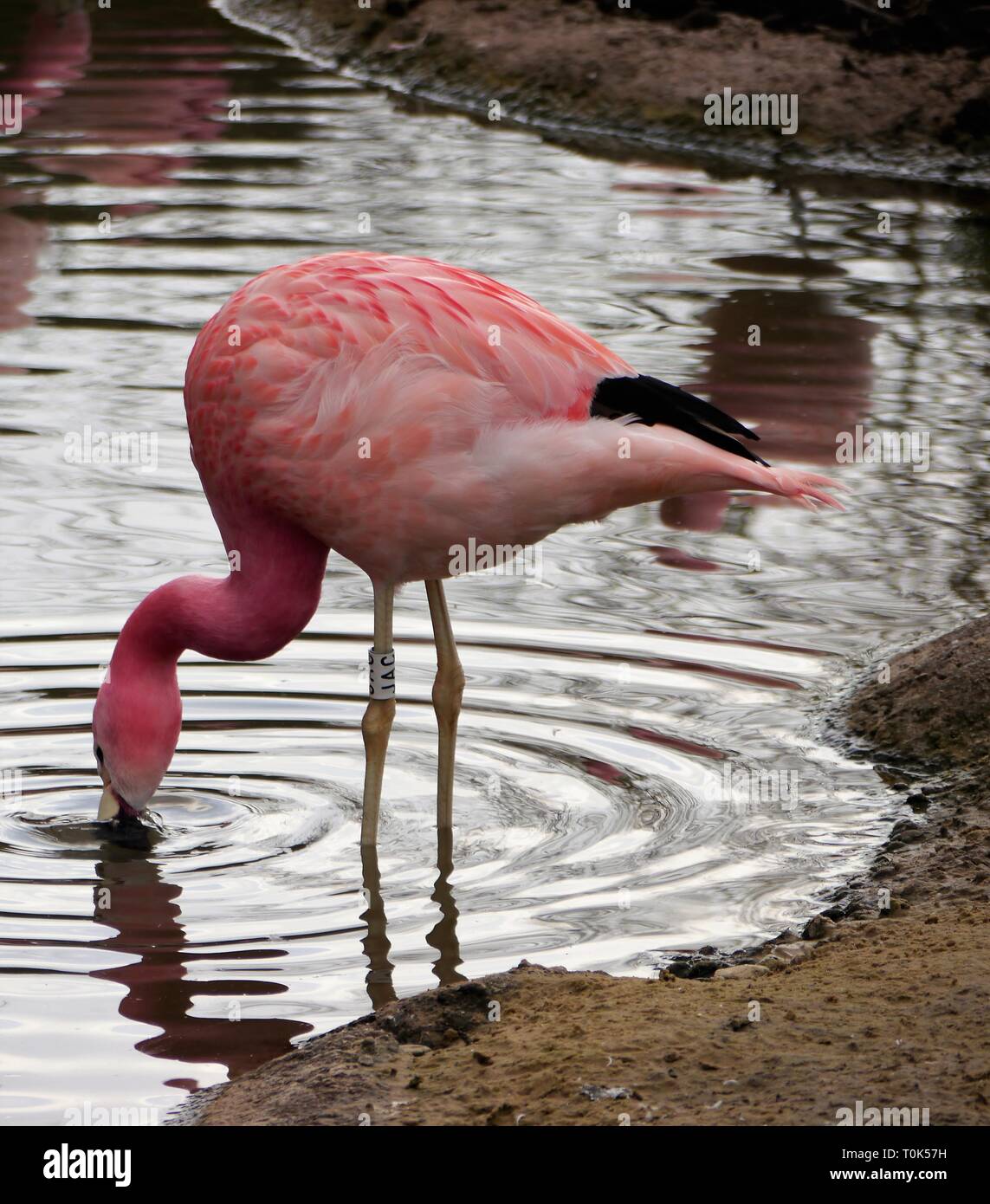 Flamingo at Slimbridge Wetland Centre, Gloucestershire, United Kingdom ...