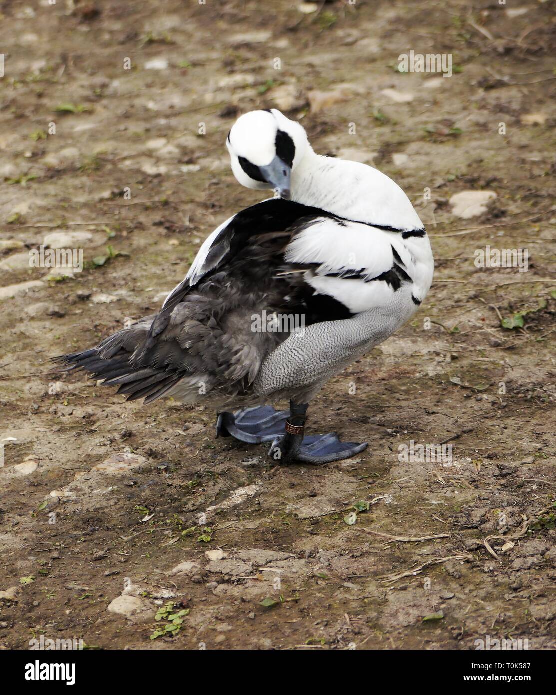 Smew Duck at Slimbridge Gloucestershire UK Stock Photo - Alamy