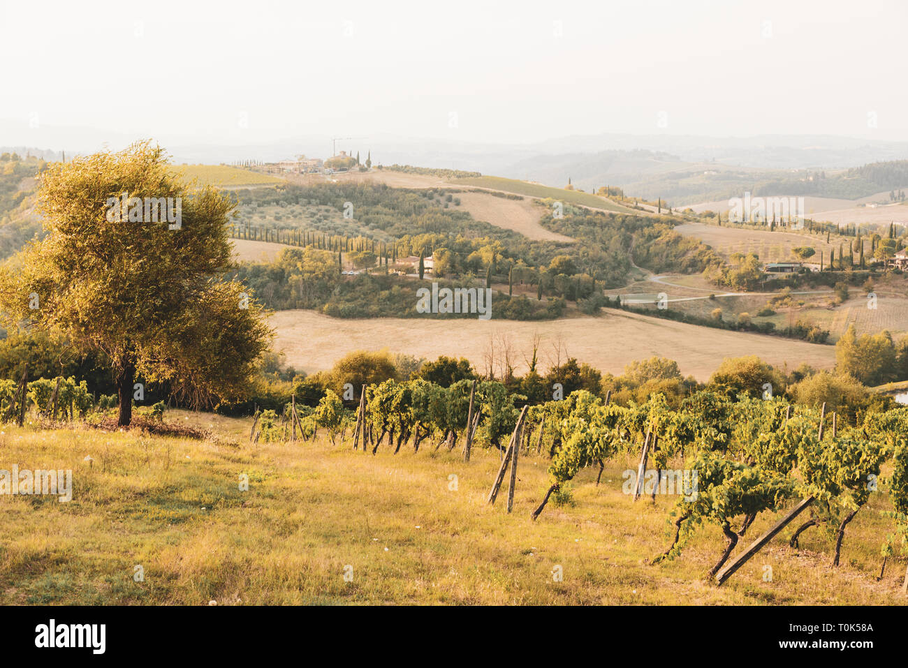 Grape field hi-res stock photography and images - Alamy