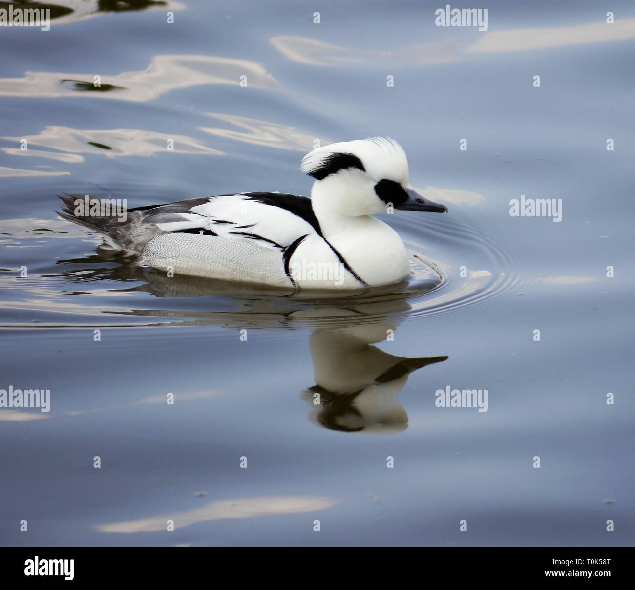 Smew duck hi-res stock photography and images - Alamy