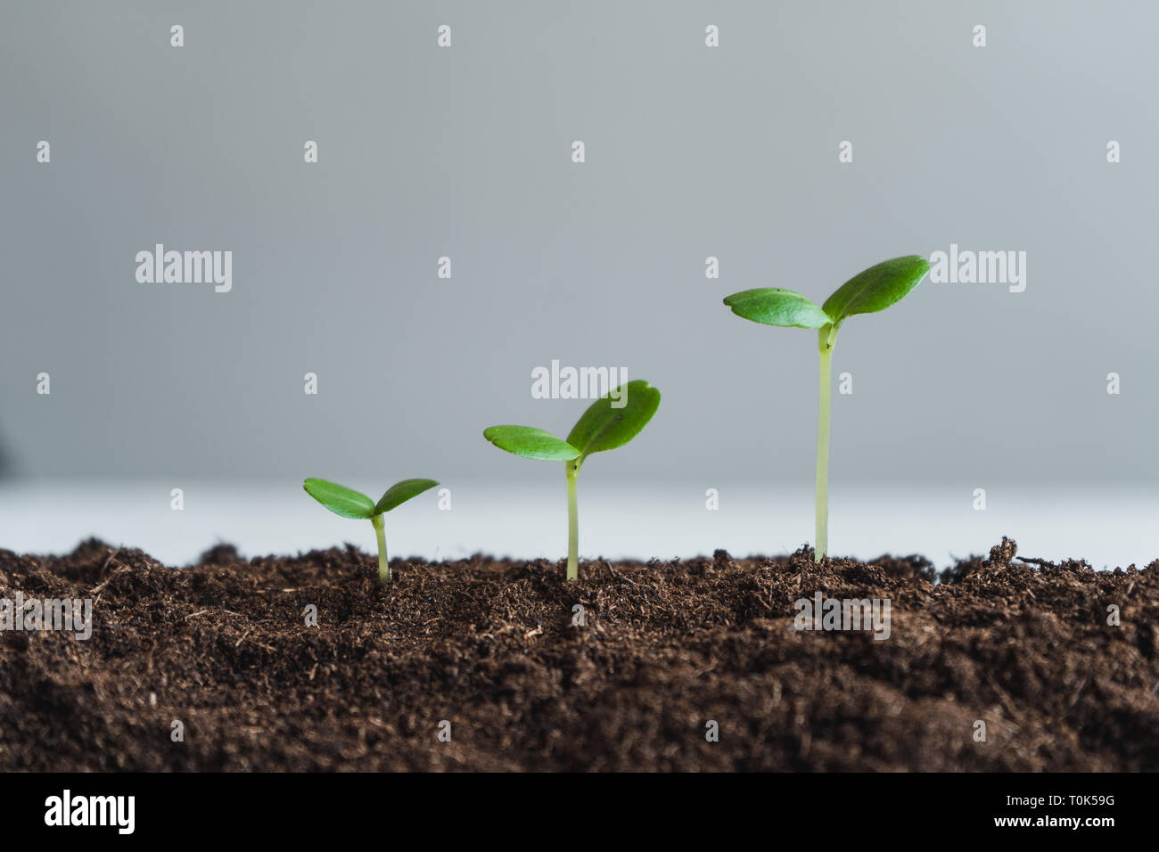 Growth Trees concept seedlings nature background Beautiful green Stock ...