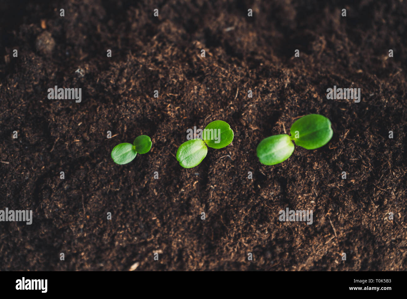 Growth Trees concept seedlings nature background Beautiful green Stock ...