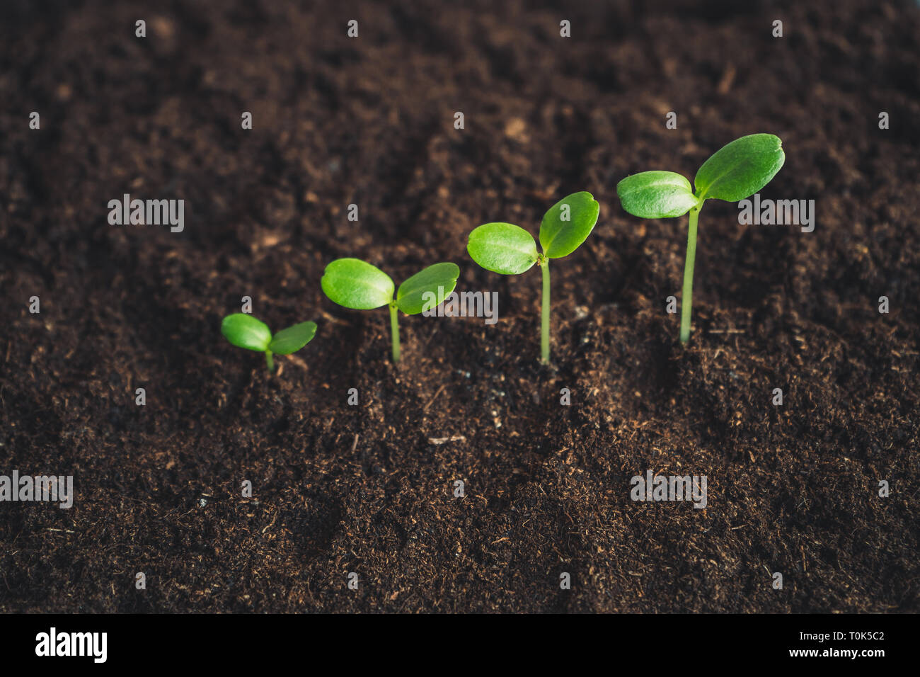 Growth Trees concept seedlings nature background Beautiful green Stock ...