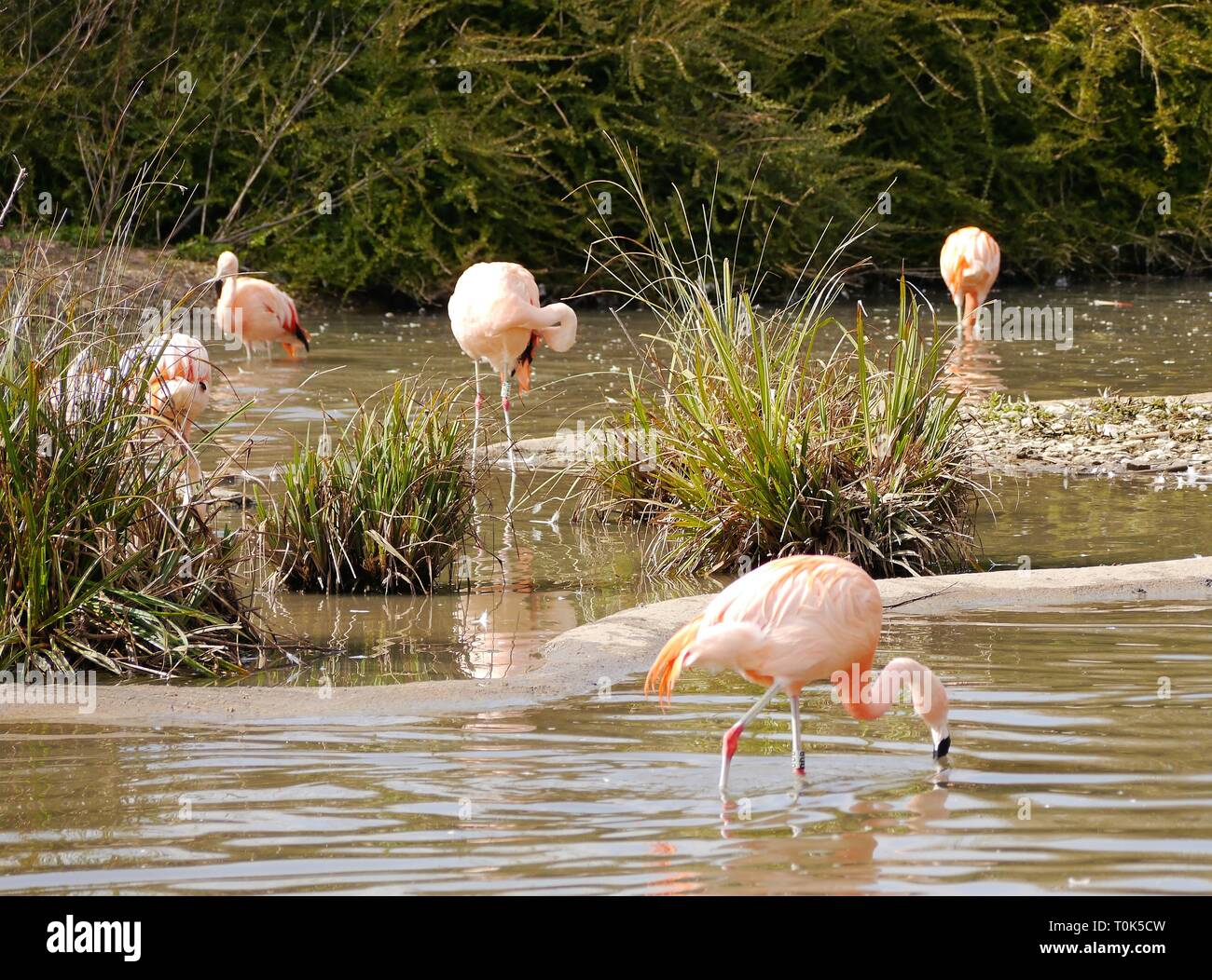 Flamingo at Slimbridge Wetland Centre, Gloucestershire, United Kingdom ...