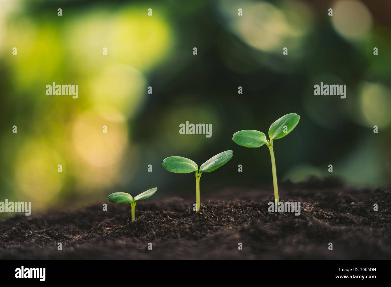 Growth Trees concept seedlings nature background Beautiful green Stock ...