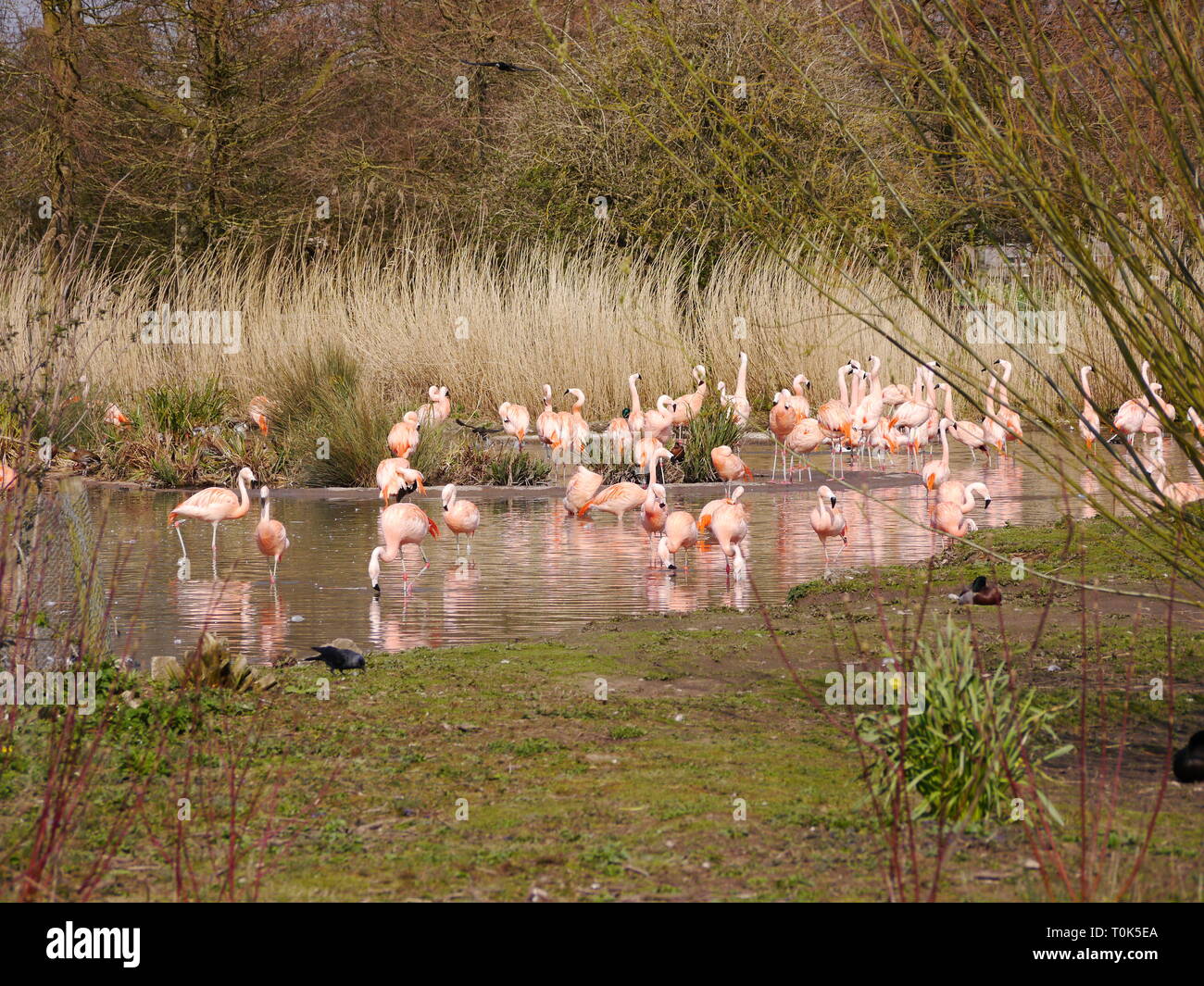 Slimbridge wetland centre hi-res stock photography and images - Alamy