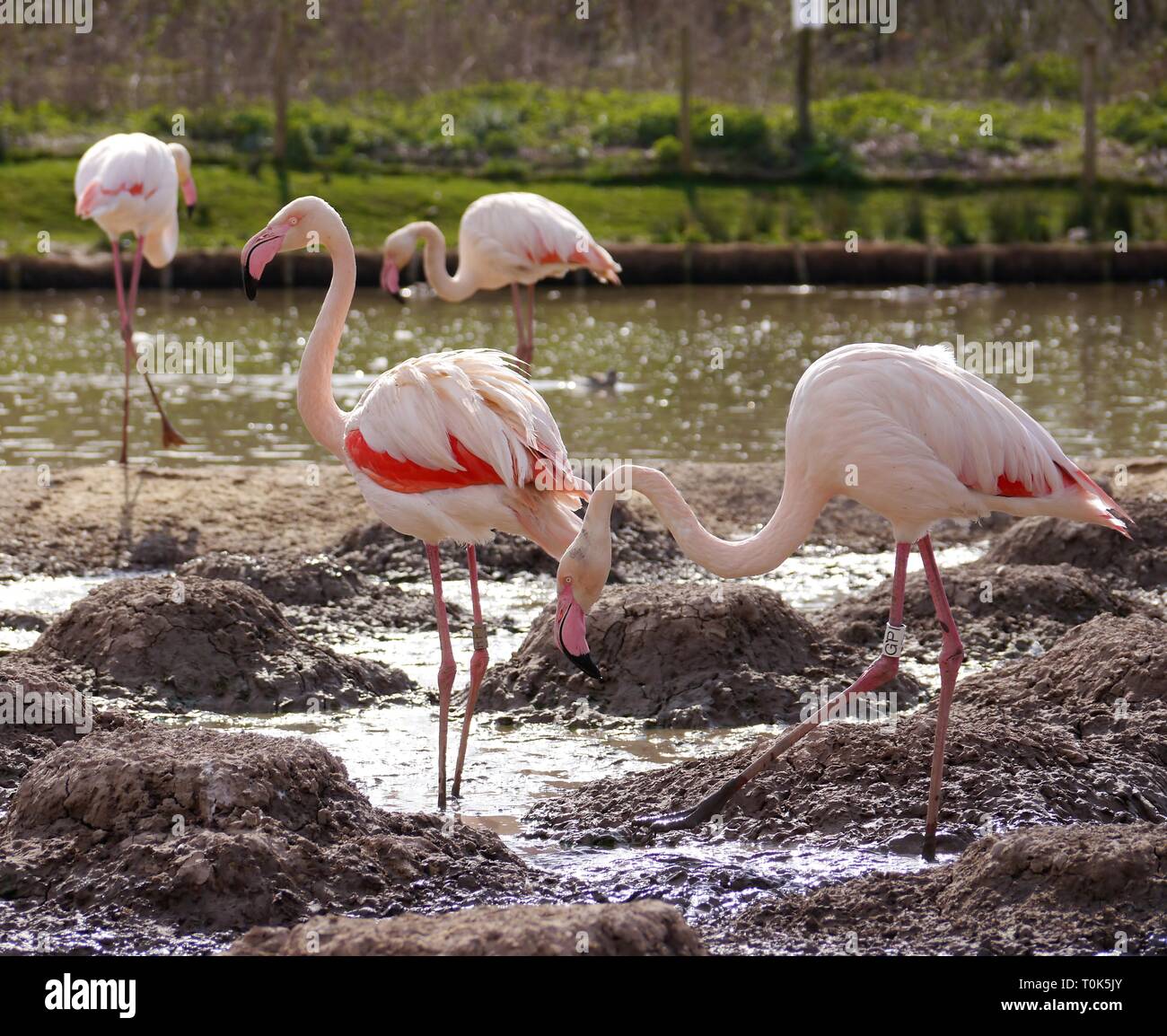 Flamingo at Slimbridge Wetland Centre, Gloucestershire, United Kingdom ...