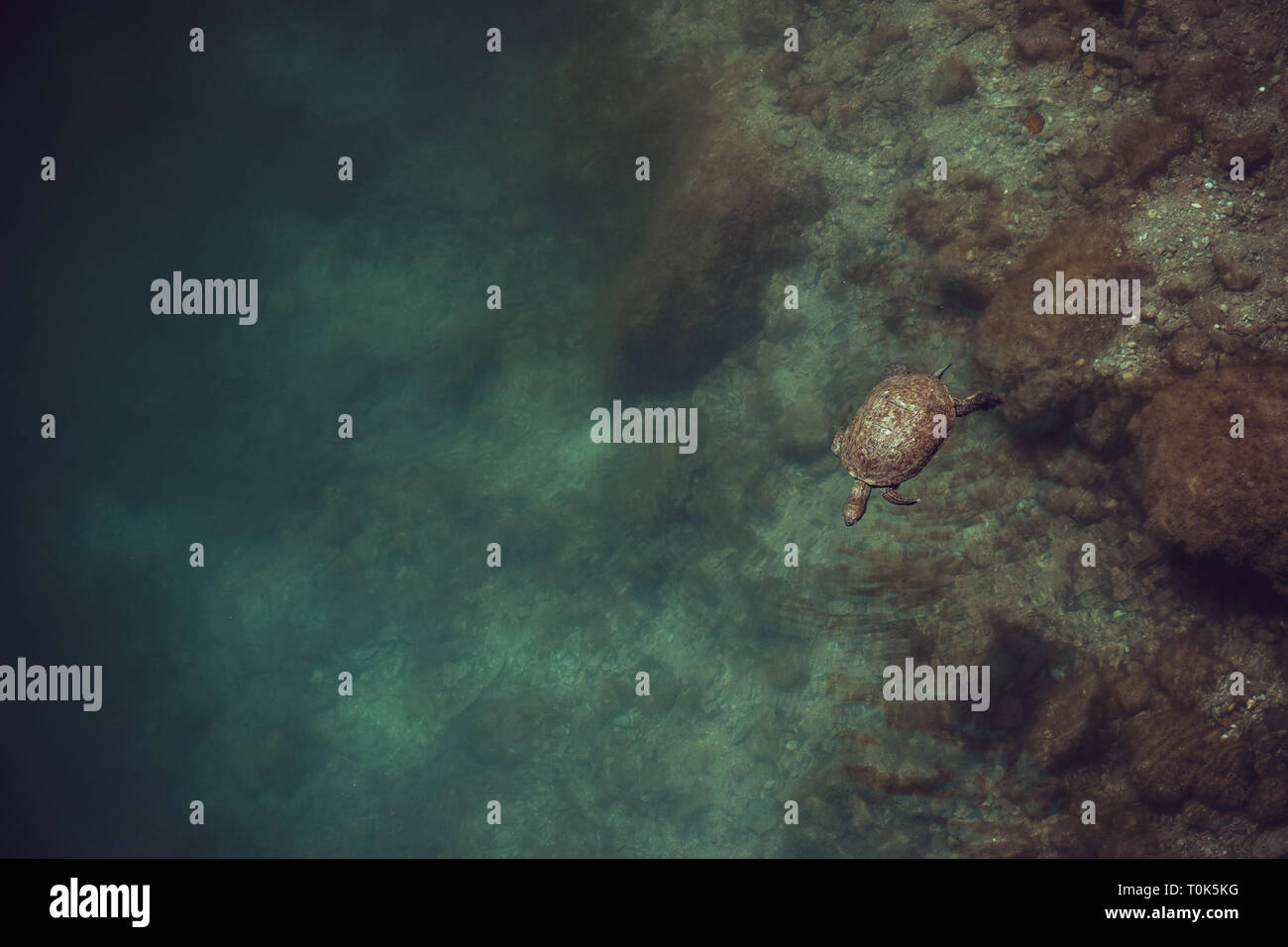 Turtles underwater greece hi-res stock photography and images - Alamy