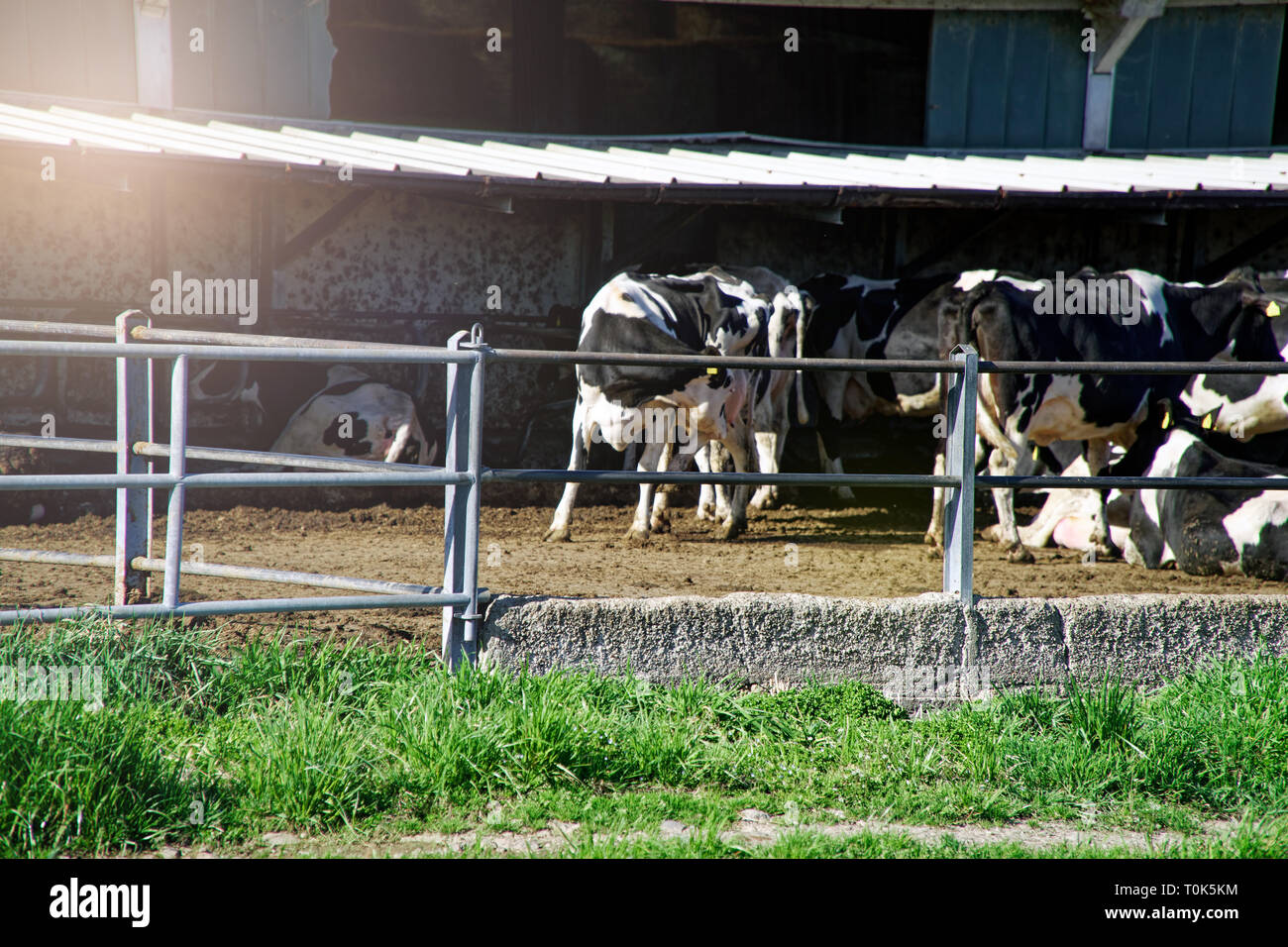 Cows on farm behind the fence, agriculture concept Stock Photo - Alamy