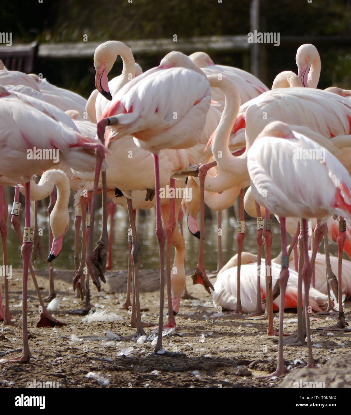Flamingo at Slimbridge Wetland Centre, Gloucestershire, United Kingdom ...