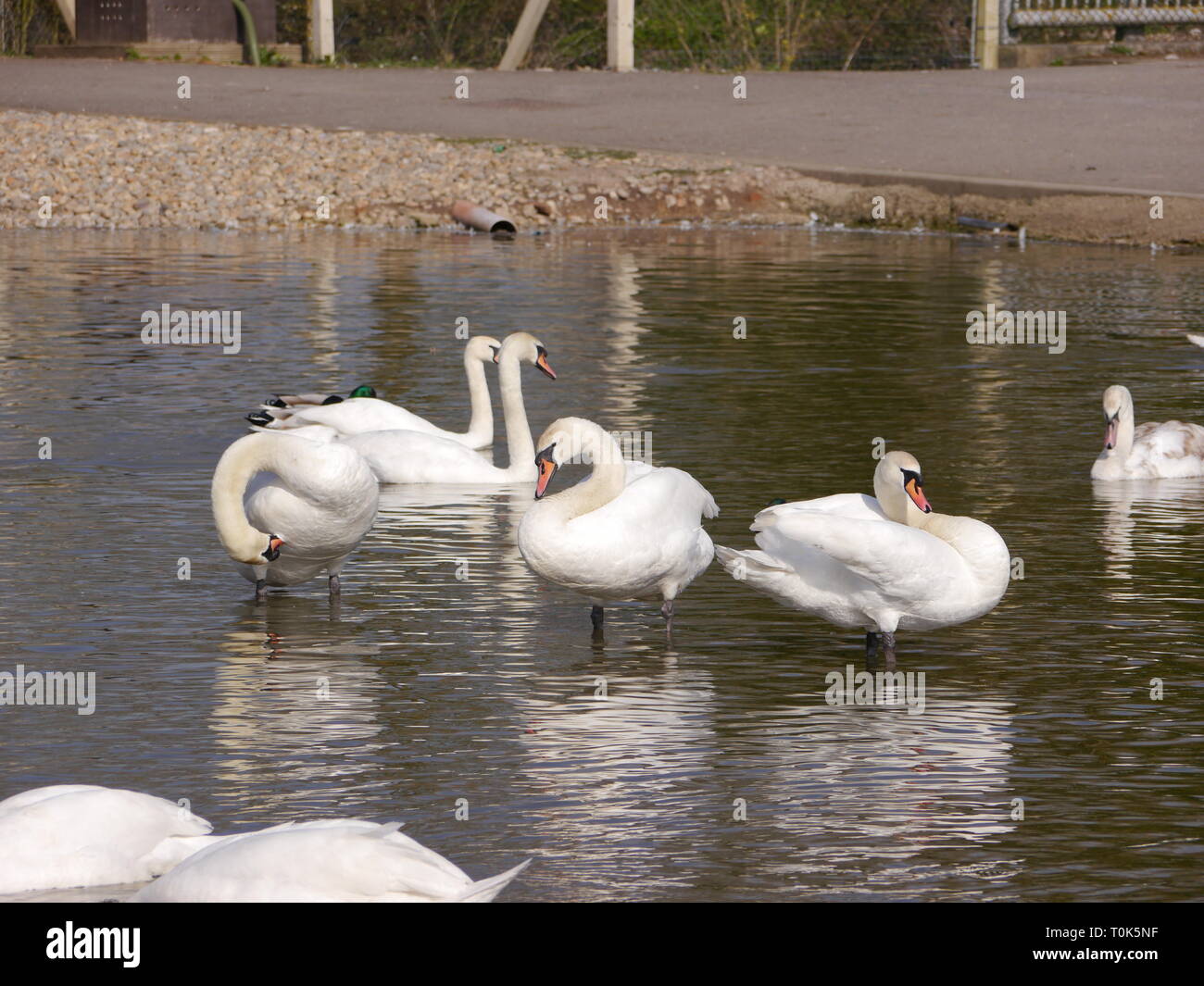 Swans. Slimbridge Wildlife and Wetlands Centre, Gloucestershire ...