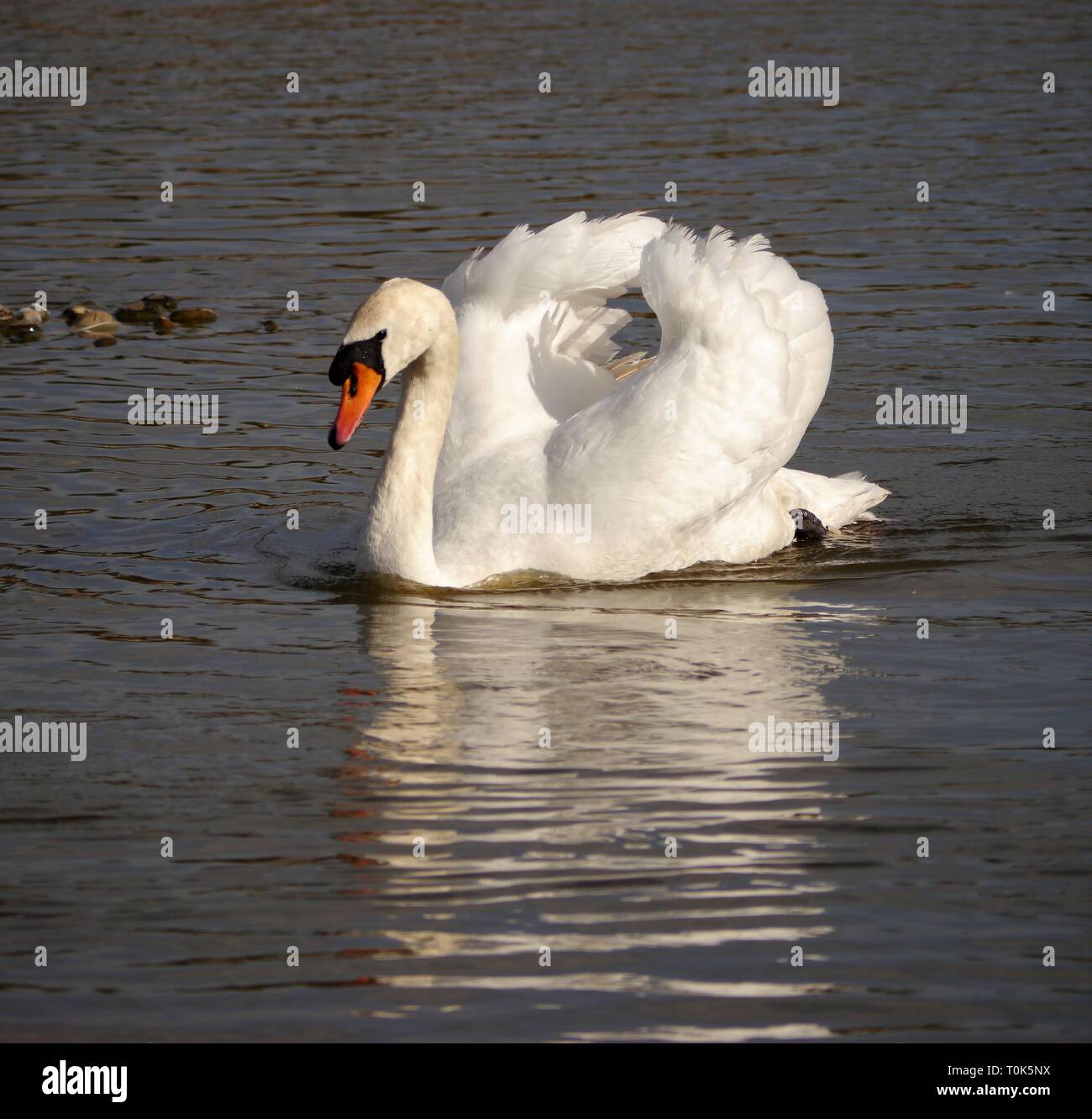 Swans. Slimbridge Wildlife and Wetlands Centre, Gloucestershire ...