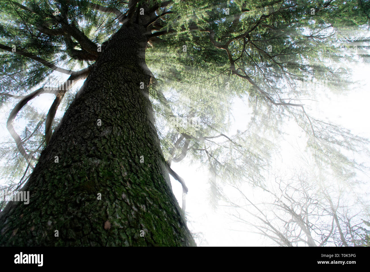 Korean blue fir hi-res stock photography and images - Alamy