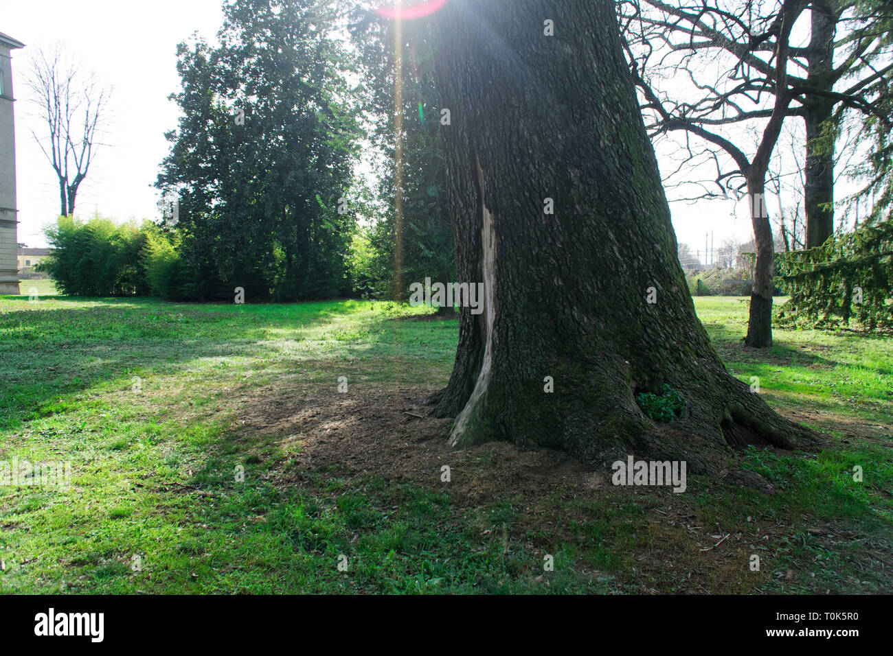 Fir tree stem, pine forest and sun beam Stock Photo - Alamy