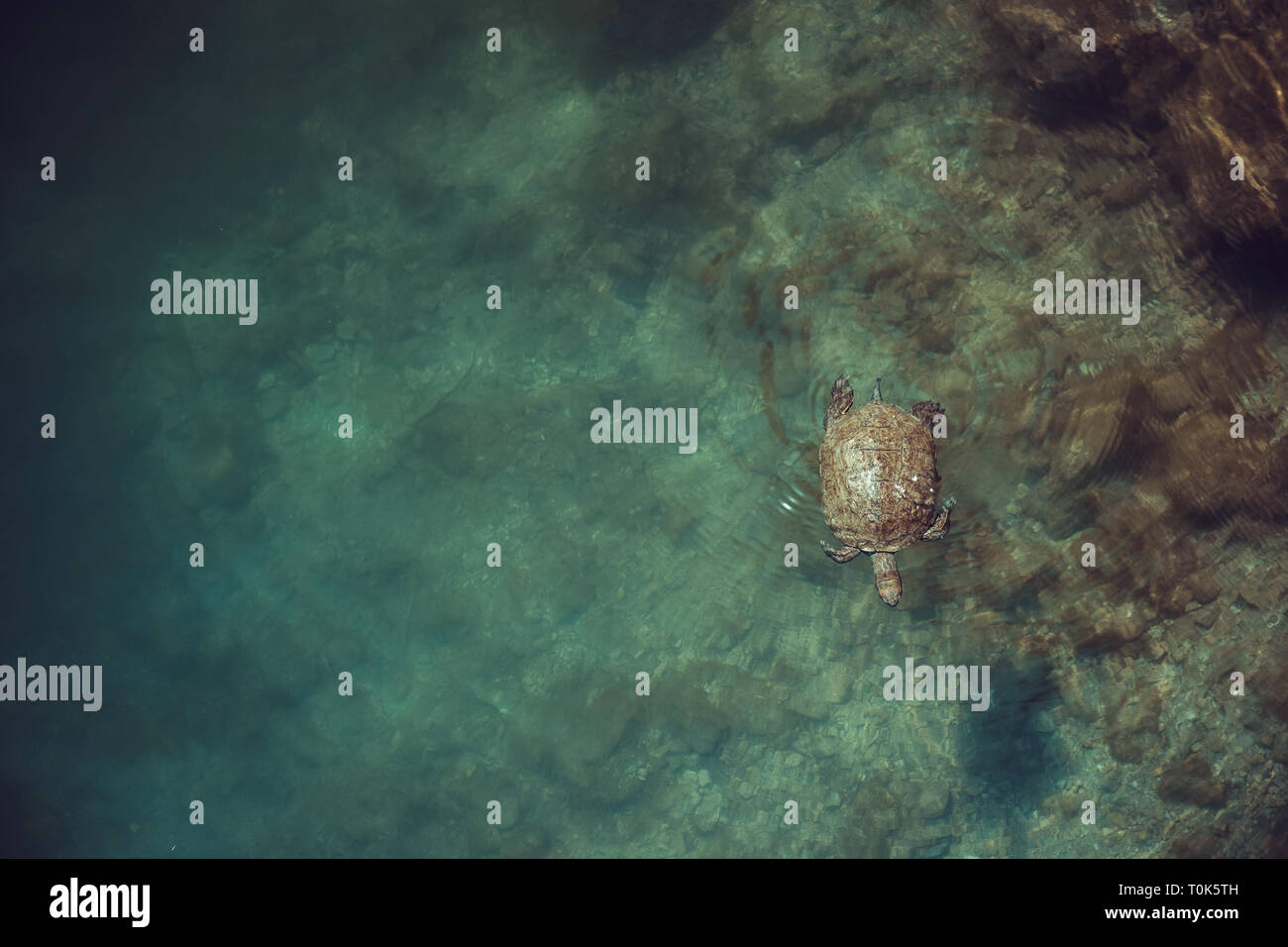 Turtle in a lake Stock Photo - Alamy