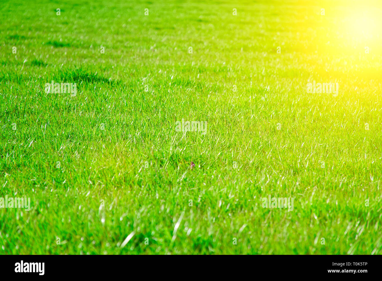 Yard mockup hi-res stock photography and images - Alamy
