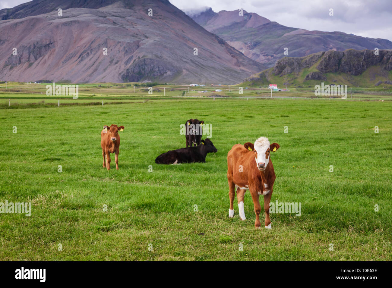 Icelandic rural landscape with free range cattle grazing in a pasture ...