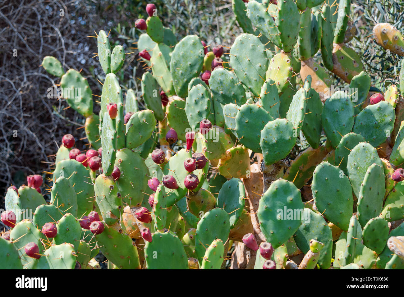 Cactus landscape. Cultivation of cacti. Cactus field. Sabres, fruits of ...