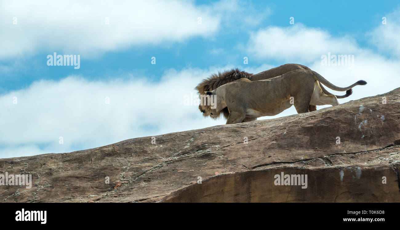 Male lion and lioness hi-res stock photography and images - Alamy